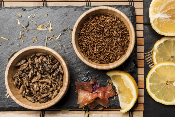 Insect Protein as Animal Feed | Green Living Blog