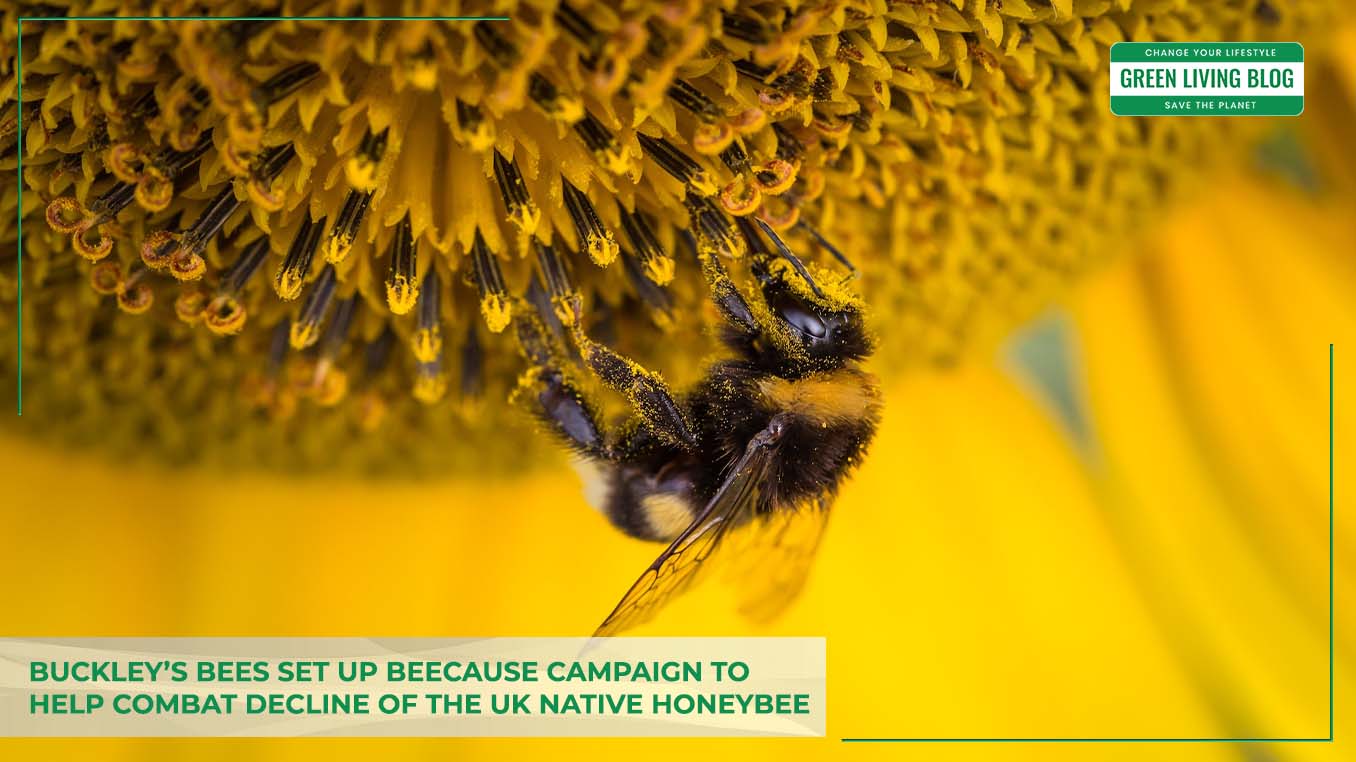 Buckley’s Bees Beecause campaign combats decline of UK Honeybee