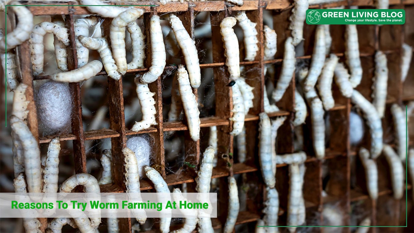 4 Reasons To Try Worm Farming At Home | Green Living Blog