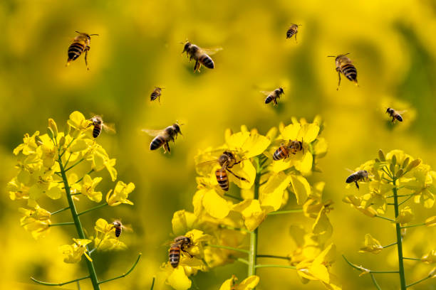 How To Support Bees For A Healthier Environment