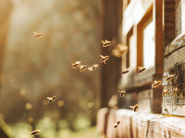 How To Support Bees For A Healthier Environment