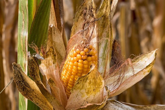 Effective Strategies to Prevent Corn Loss & Maximize Yields