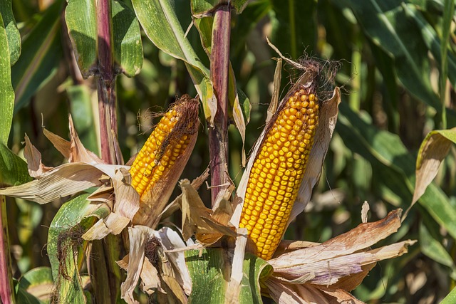 Effective Strategies to Prevent Corn Loss & Maximize Yields